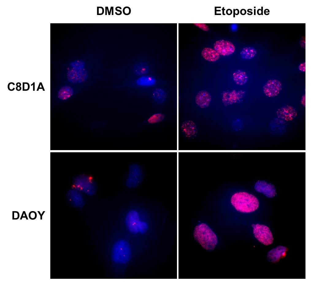 Histone H2AX [p Ser139] Antibody (2F3) (NB100-78356): Novus Biologicals