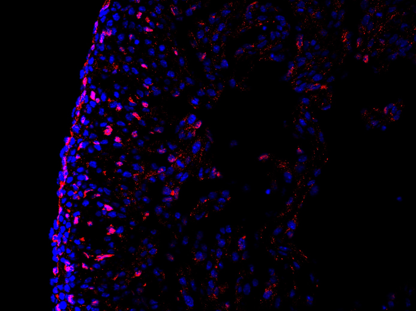 TCF4 Antibody - BSA Free (NBP1-88633): Novus Biologicals