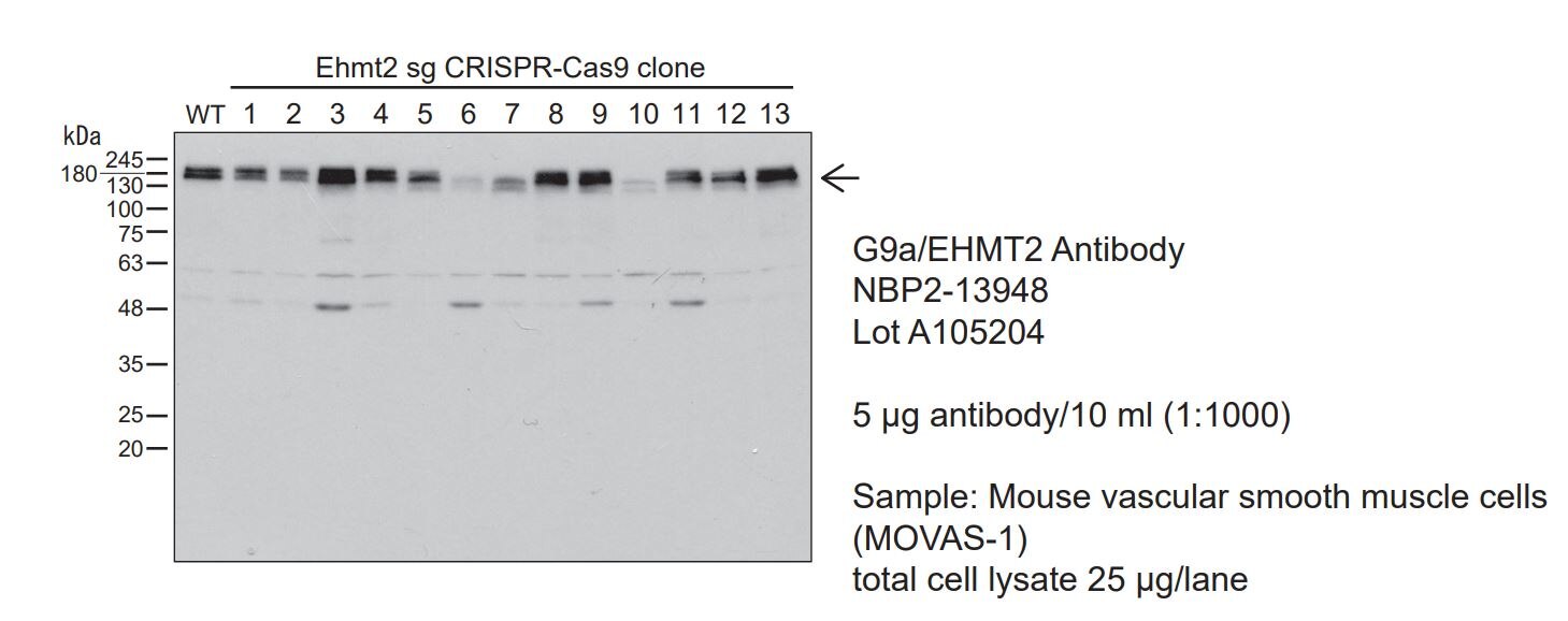 G9a/EHMT2 Antibody (NBP2-13948): Novus Biologicals